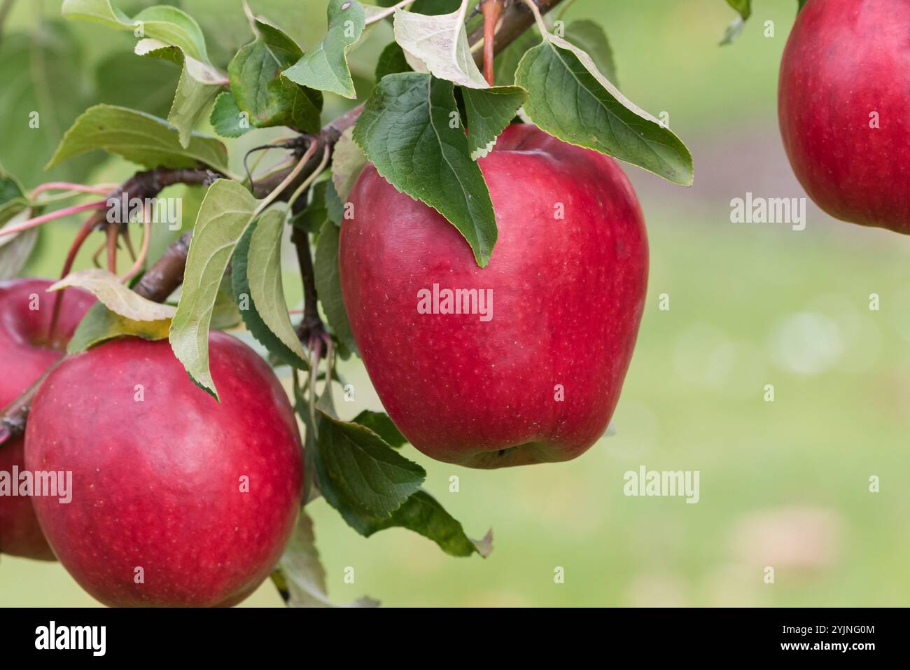 Apple tree malus domestica rewena hi-res stock photography and images ...
