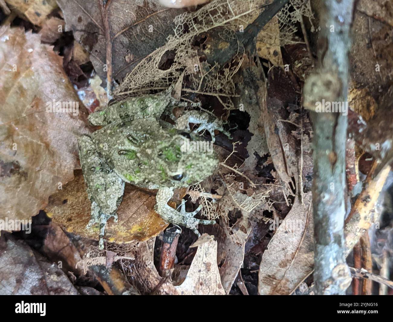 Northern Cricket Frog (Acris crepitans Stock Photo - Alamy