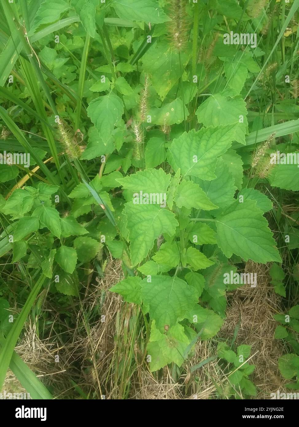 Tropical Bushmint (Hyptis mutabilis Stock Photo - Alamy