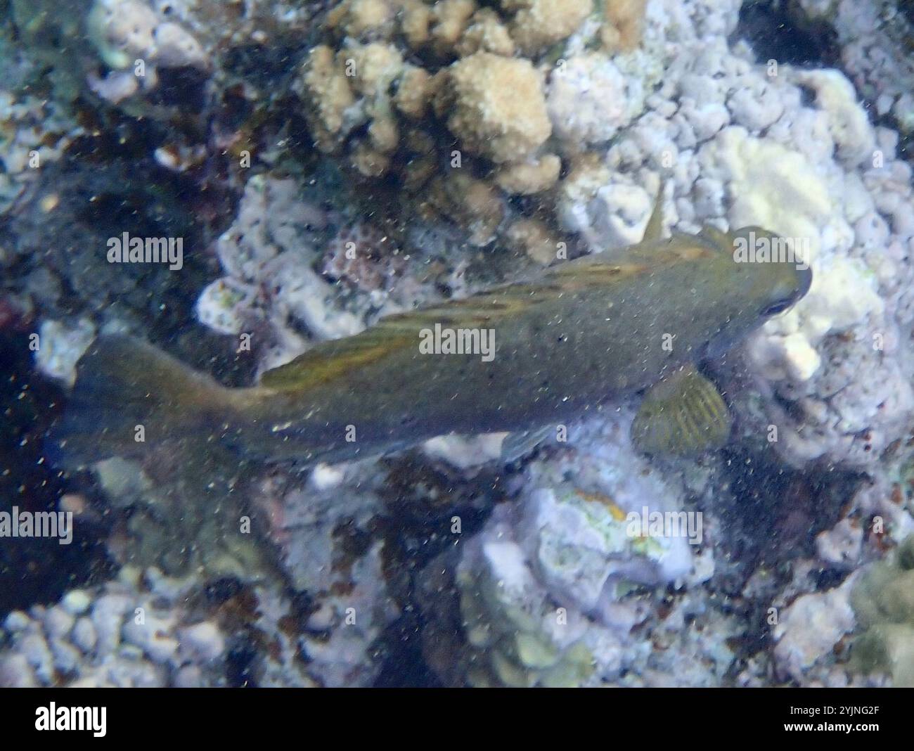 Dusky Spinefoot (Siganus luridus Stock Photo - Alamy