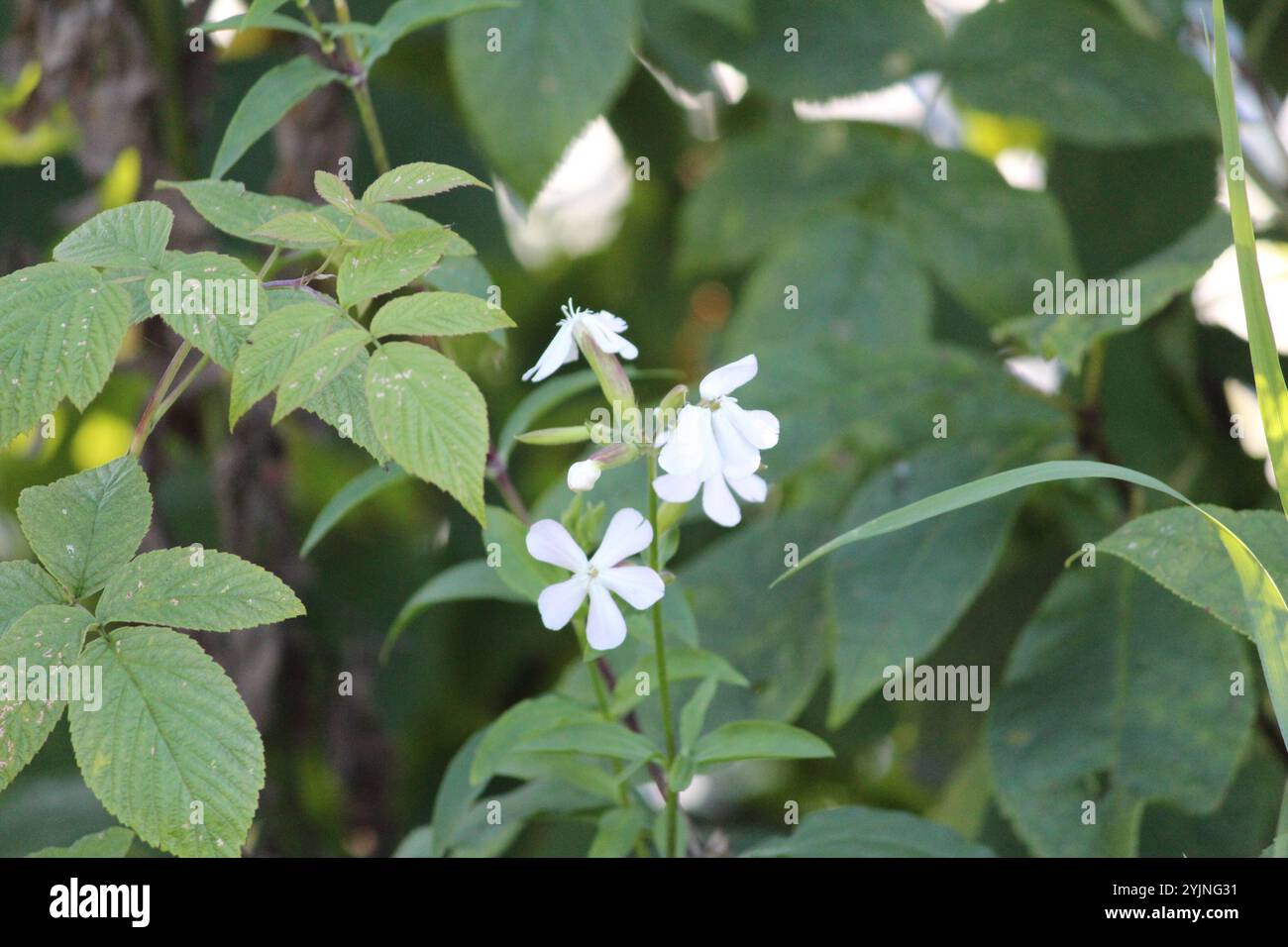 common soapwort (Saponaria officinalis Stock Photo - Alamy