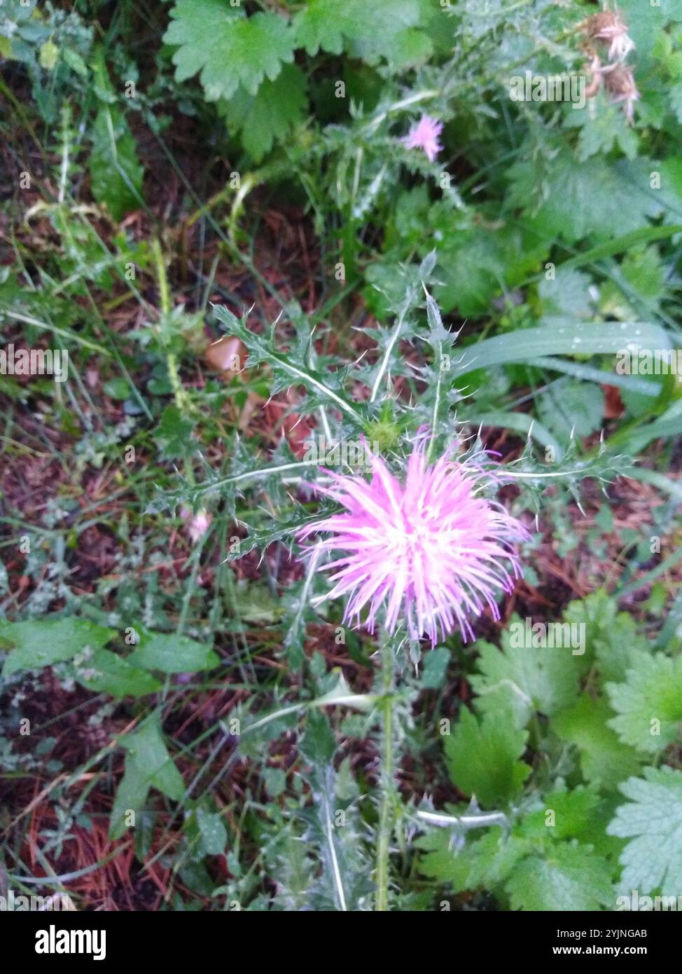 Broad winged thistle hi-res stock photography and images - Alamy