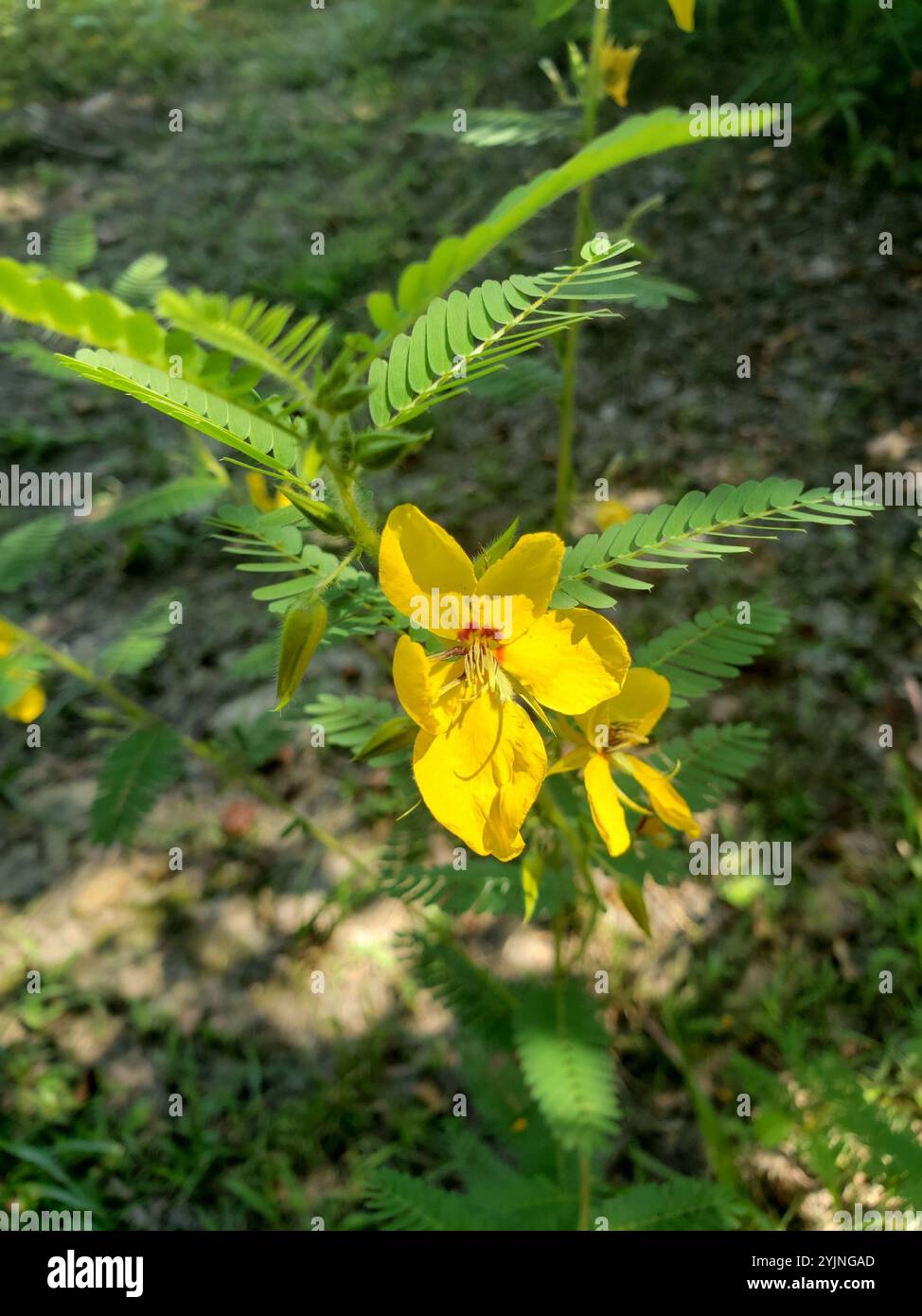 partridge pea (Chamaecrista fasciculata Stock Photo - Alamy
