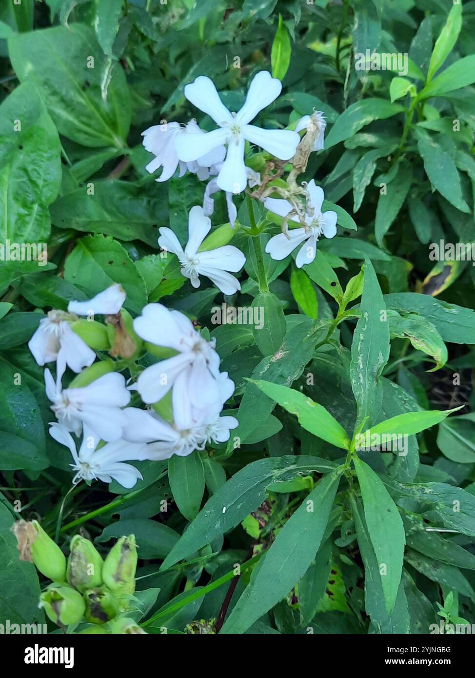 common soapwort (Saponaria officinalis Stock Photo - Alamy