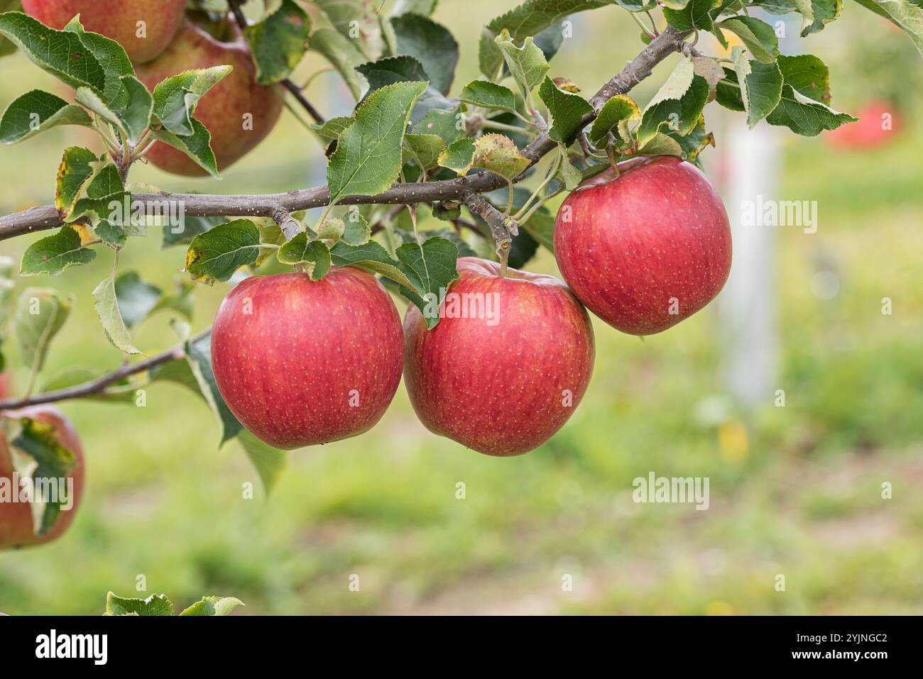 Malus domestica ruby star hi-res stock photography and images - Alamy