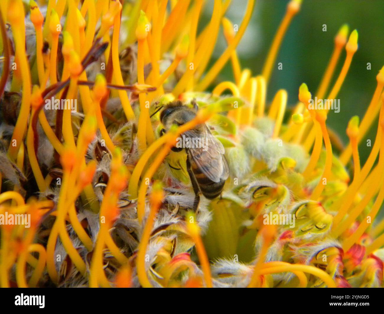 Cape Honey Bee (Apis mellifera capensis Stock Photo - Alamy