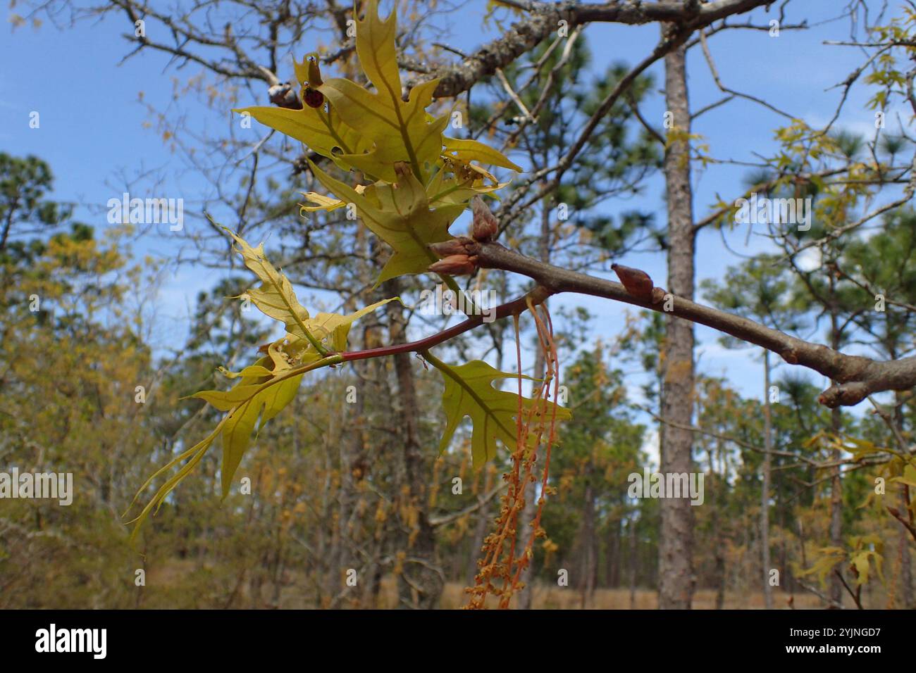 American turkey oak (Quercus laevis Stock Photo - Alamy