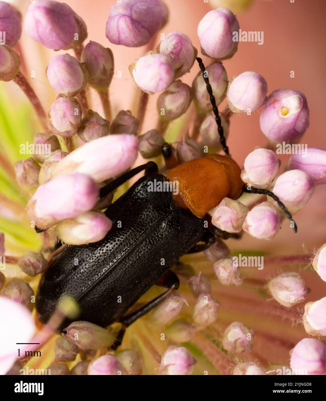 Zonitis hi-res stock photography and images - Alamy