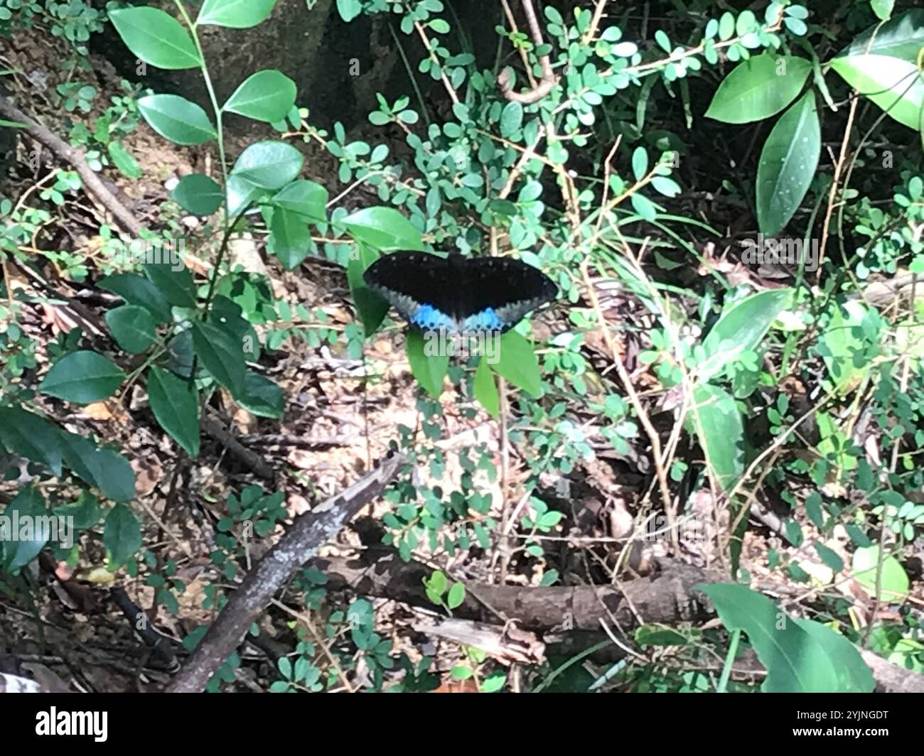 Common Archduke (Lexias pardalis Stock Photo - Alamy