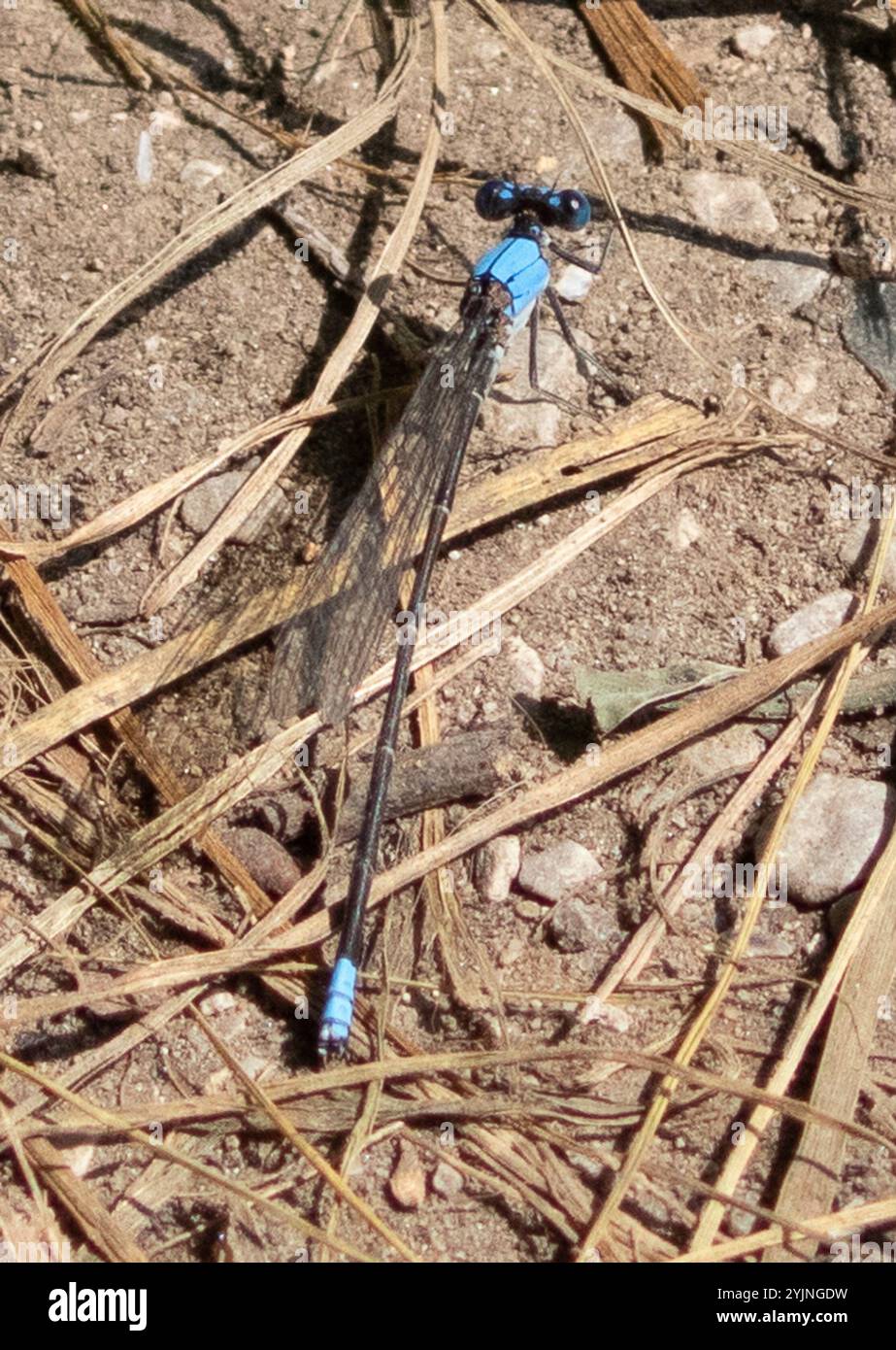 Argia apicalis hi-res stock photography and images - Alamy