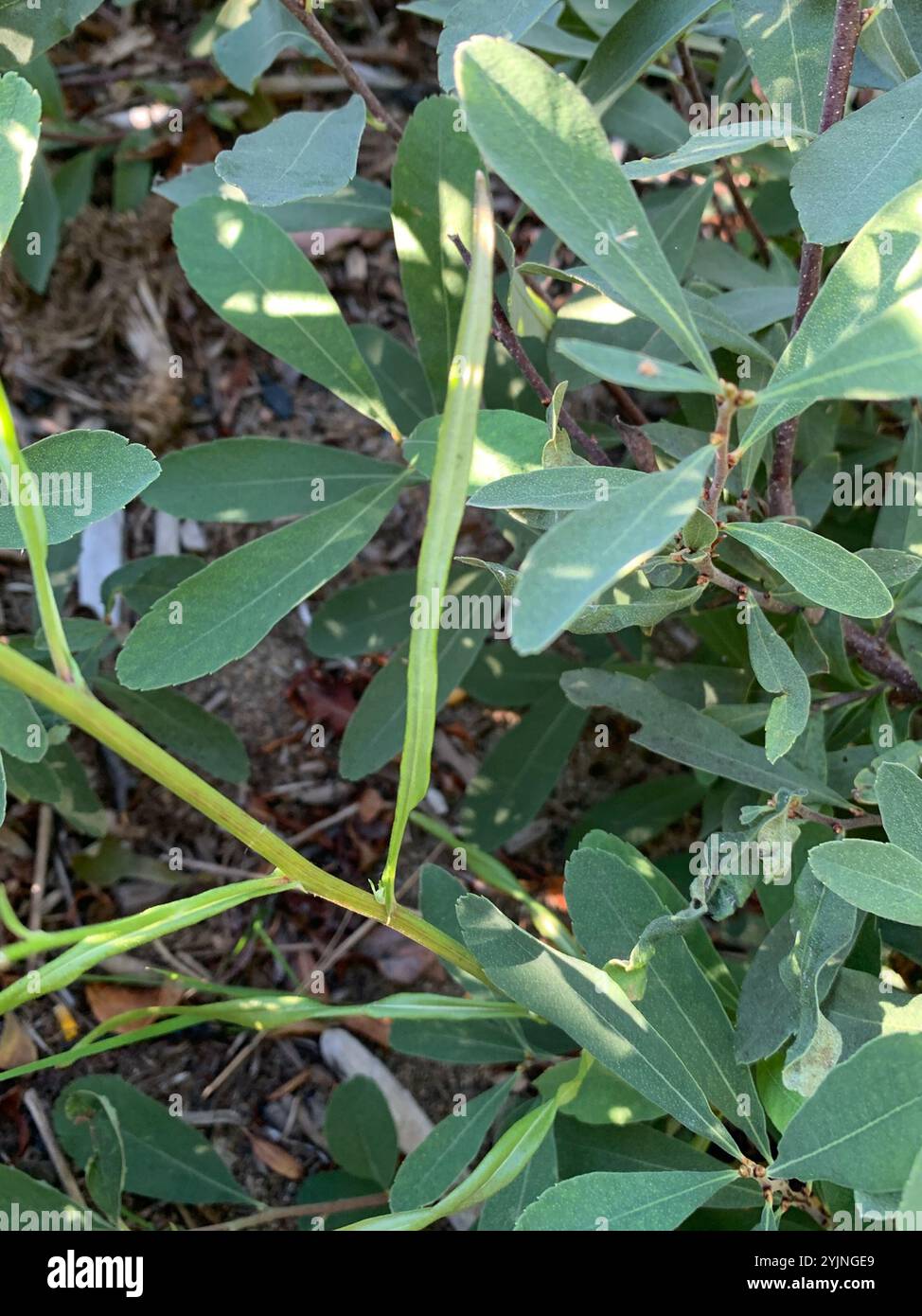 narrow-leaved hawksbeard (Crepis tectorum Stock Photo - Alamy