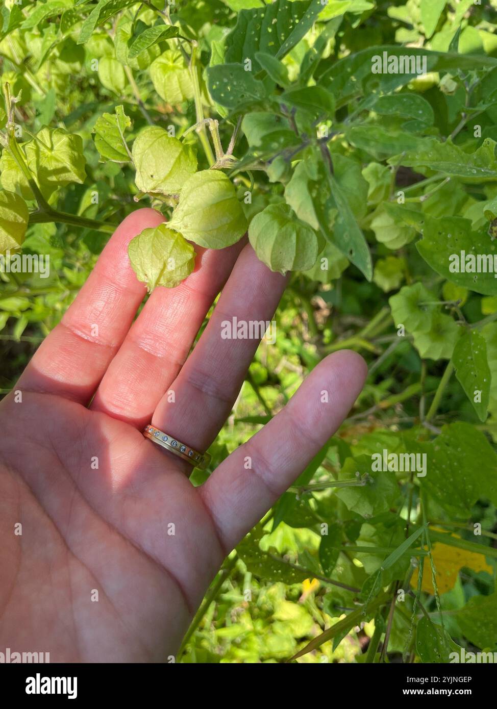 long-leaved groundcherry (Physalis longifolia Stock Photo - Alamy