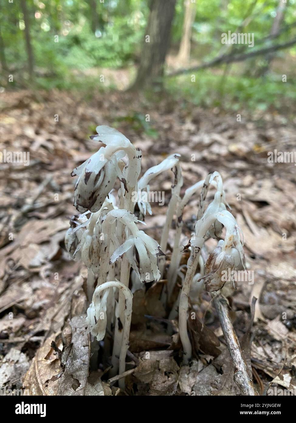 Ghost Pipe (Monotropa uniflora Stock Photo - Alamy