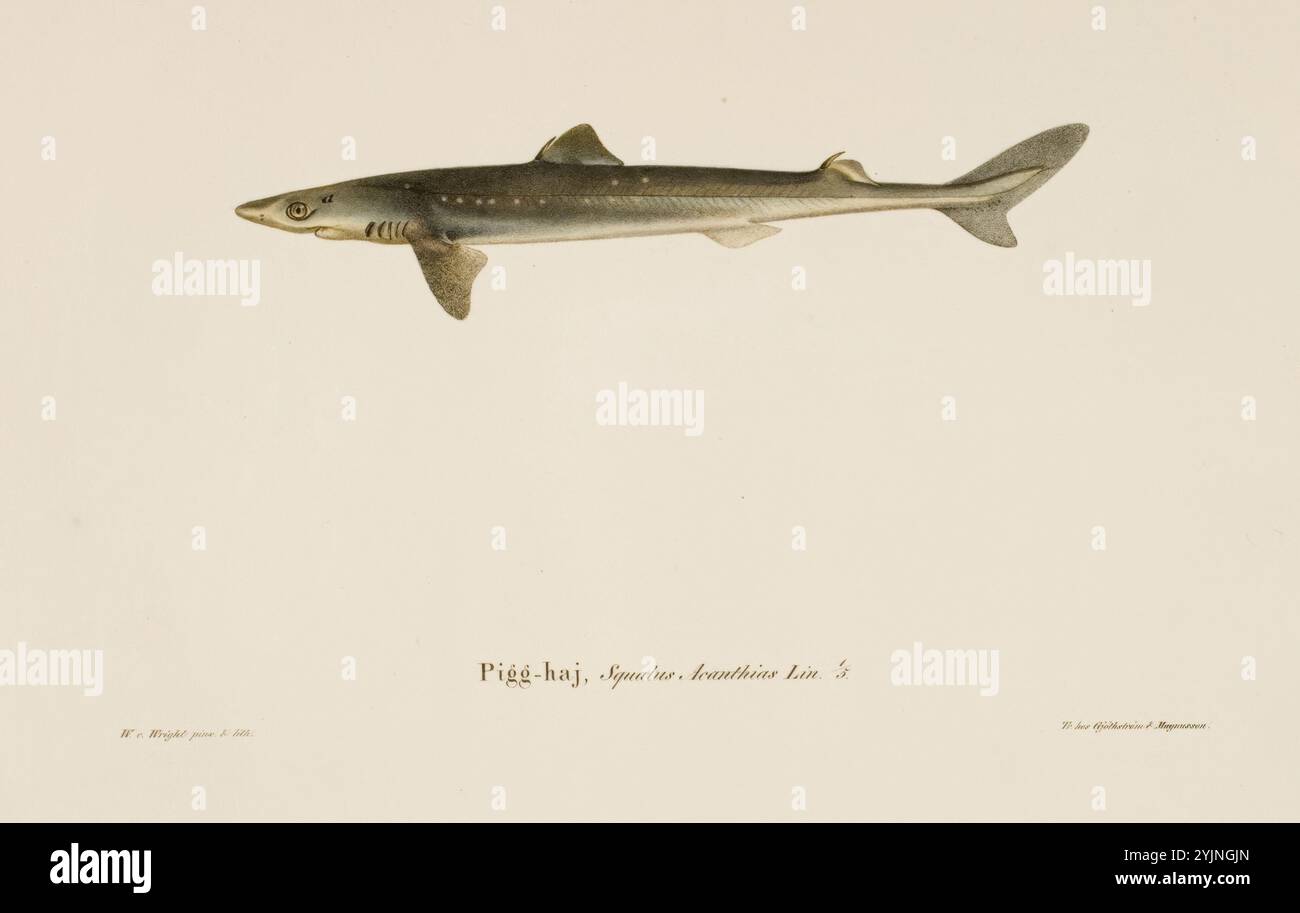 Wright, Wilhelm von, work name: Spiny shark, lithography, graphics ...