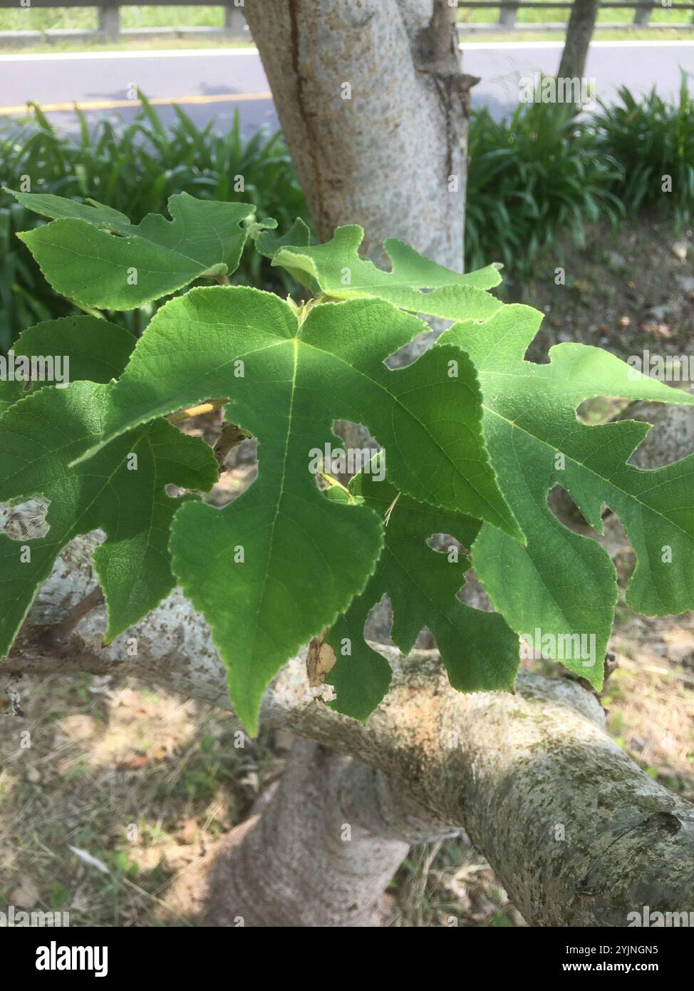 Paper mulberry (Broussonetia papyrifera Stock Photo - Alamy