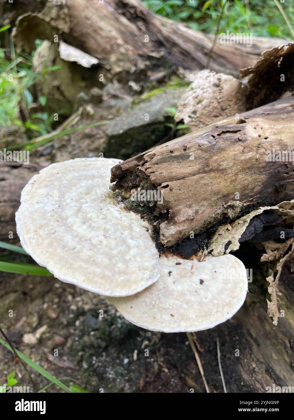 Lumpy Bracket (Trametes gibbosa Stock Photo - Alamy
