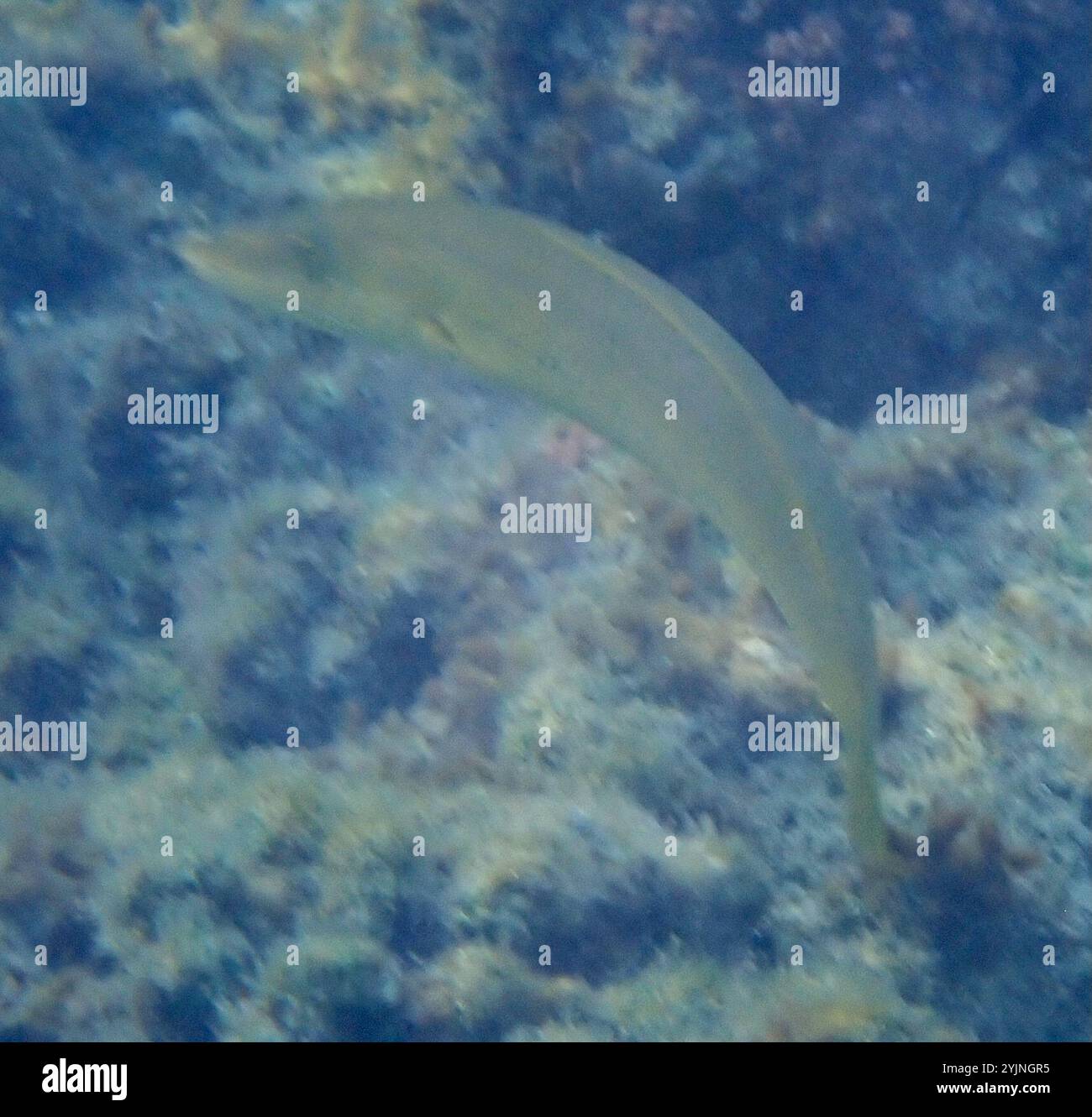 Cigar Wrasse (Cheilio inermis Stock Photo - Alamy