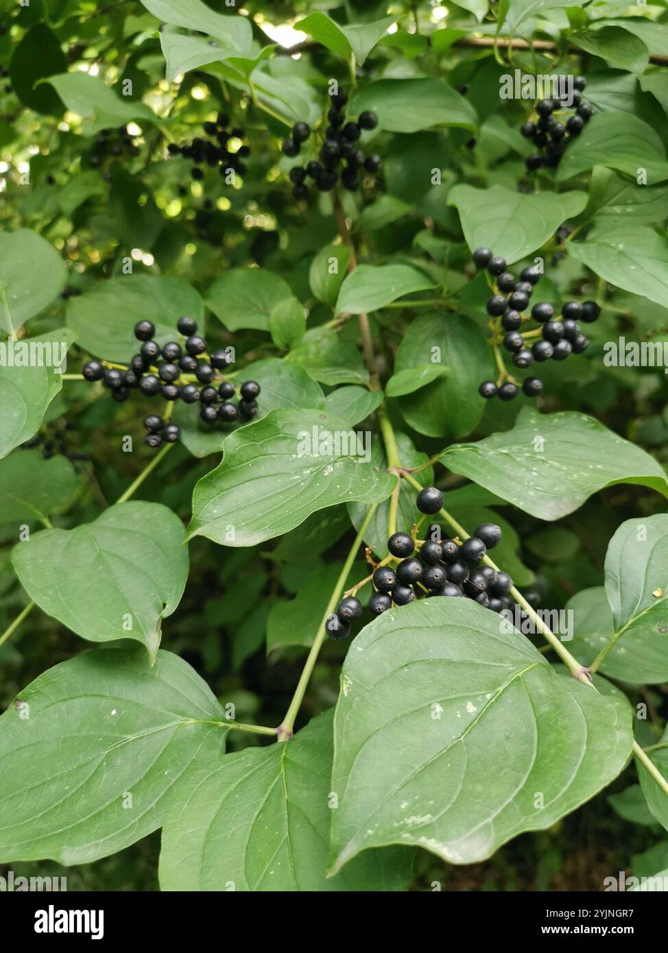 common dogwood (Cornus sanguinea Stock Photo - Alamy