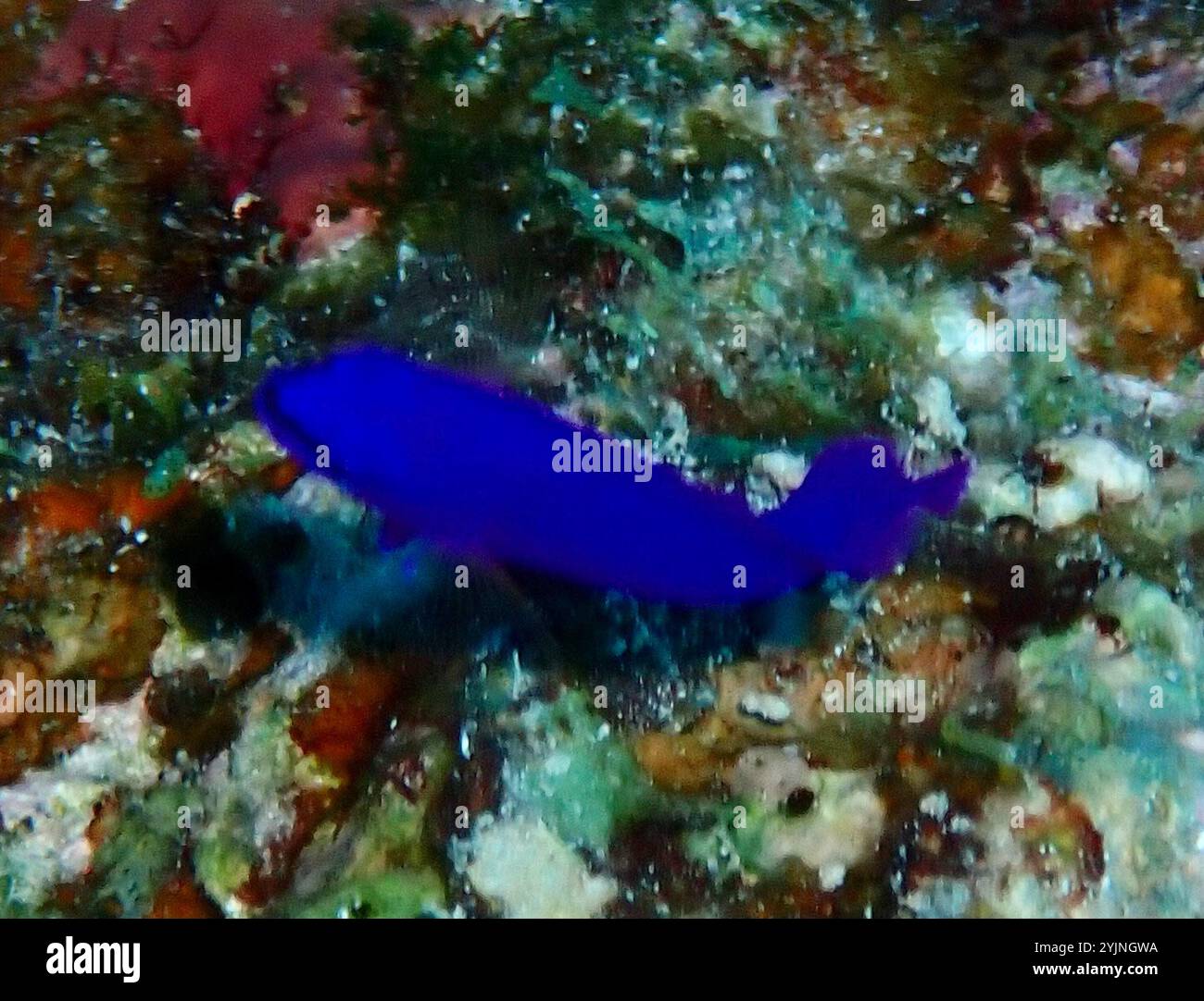 Orchid Dottyback (Pseudochromis fridmani Stock Photo - Alamy