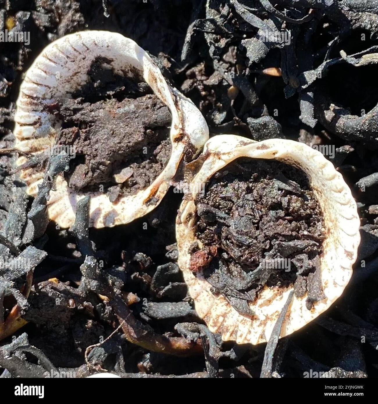 Common Cockle (Cerastoderma edule Stock Photo - Alamy