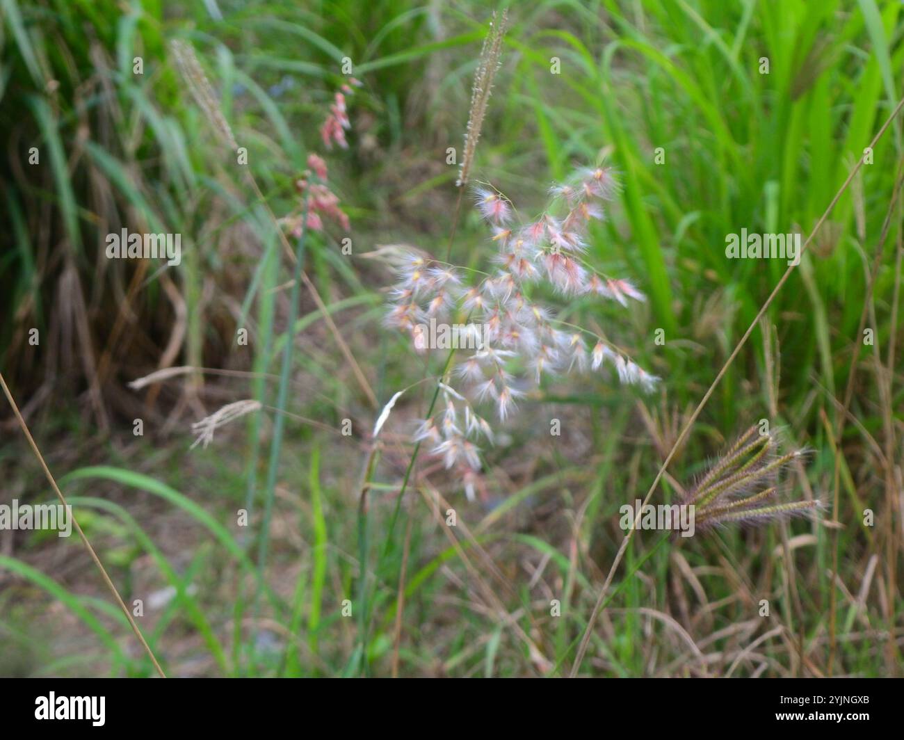 Natal grass (Melinis repens Stock Photo - Alamy