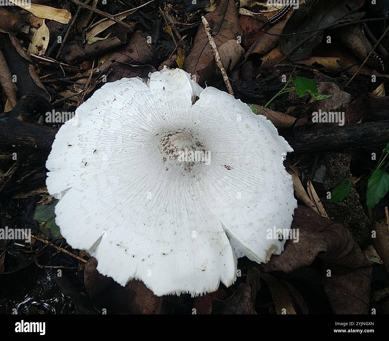 Termitomyces hi-res stock photography and images - Alamy