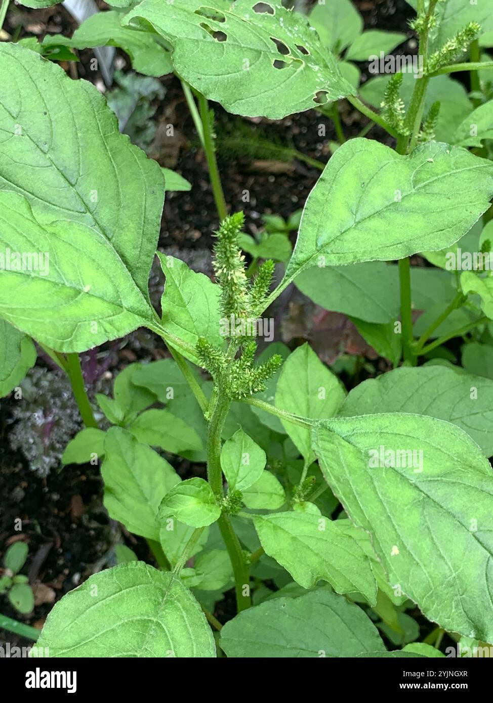 Redroot Amaranth (Amaranthus retroflexus Stock Photo - Alamy