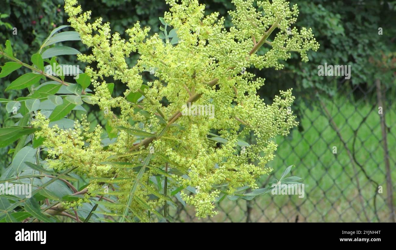 shining sumac (Rhus copallinum Stock Photo - Alamy
