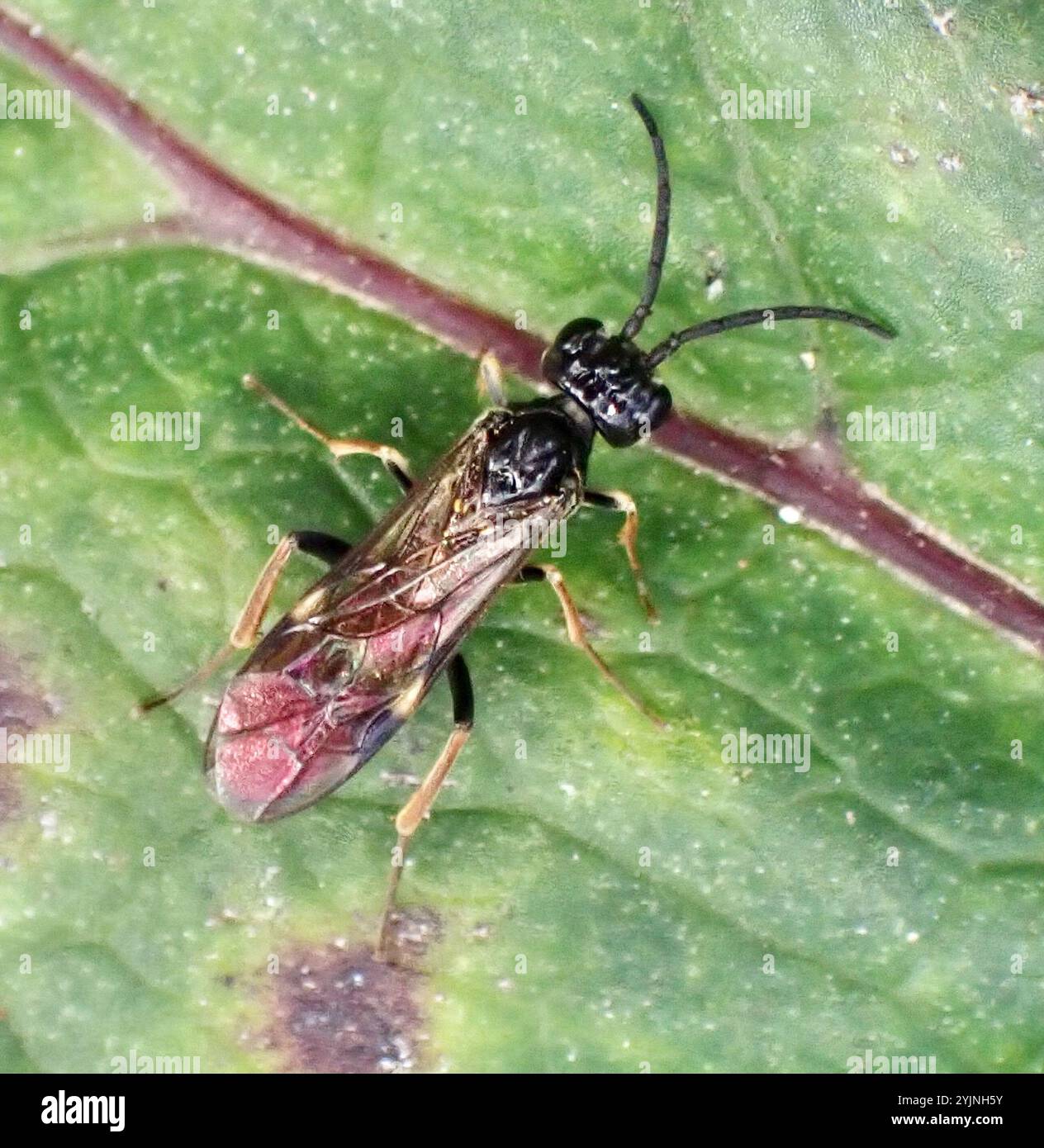 Curled Rose Sawfly (Allantus cinctus Stock Photo - Alamy