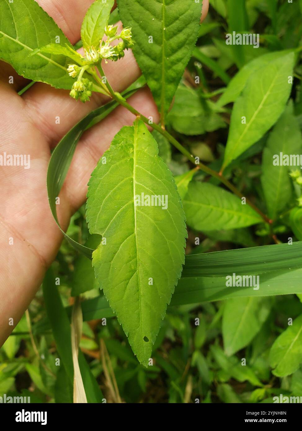 Penthorum sedoides hi-res stock photography and images - Alamy