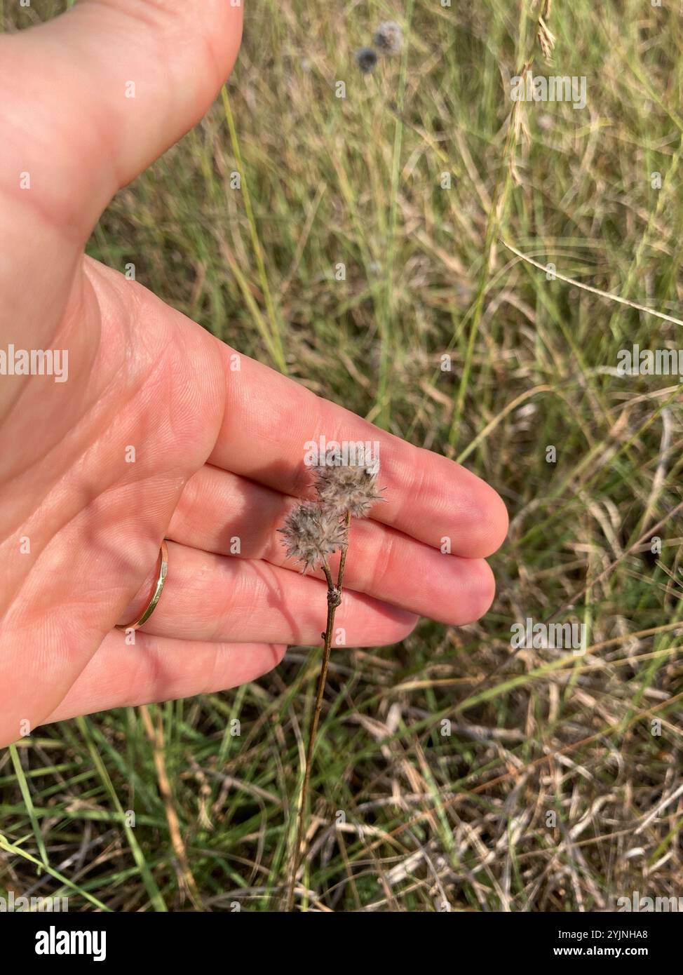 Dalea aurea hi-res stock photography and images - Alamy