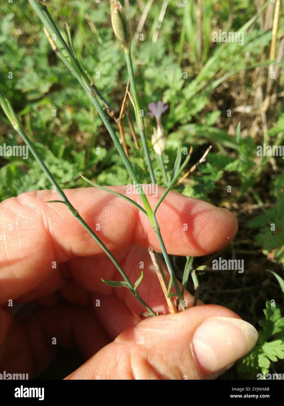 Petrorhagia prolifera hi-res stock photography and images - Alamy