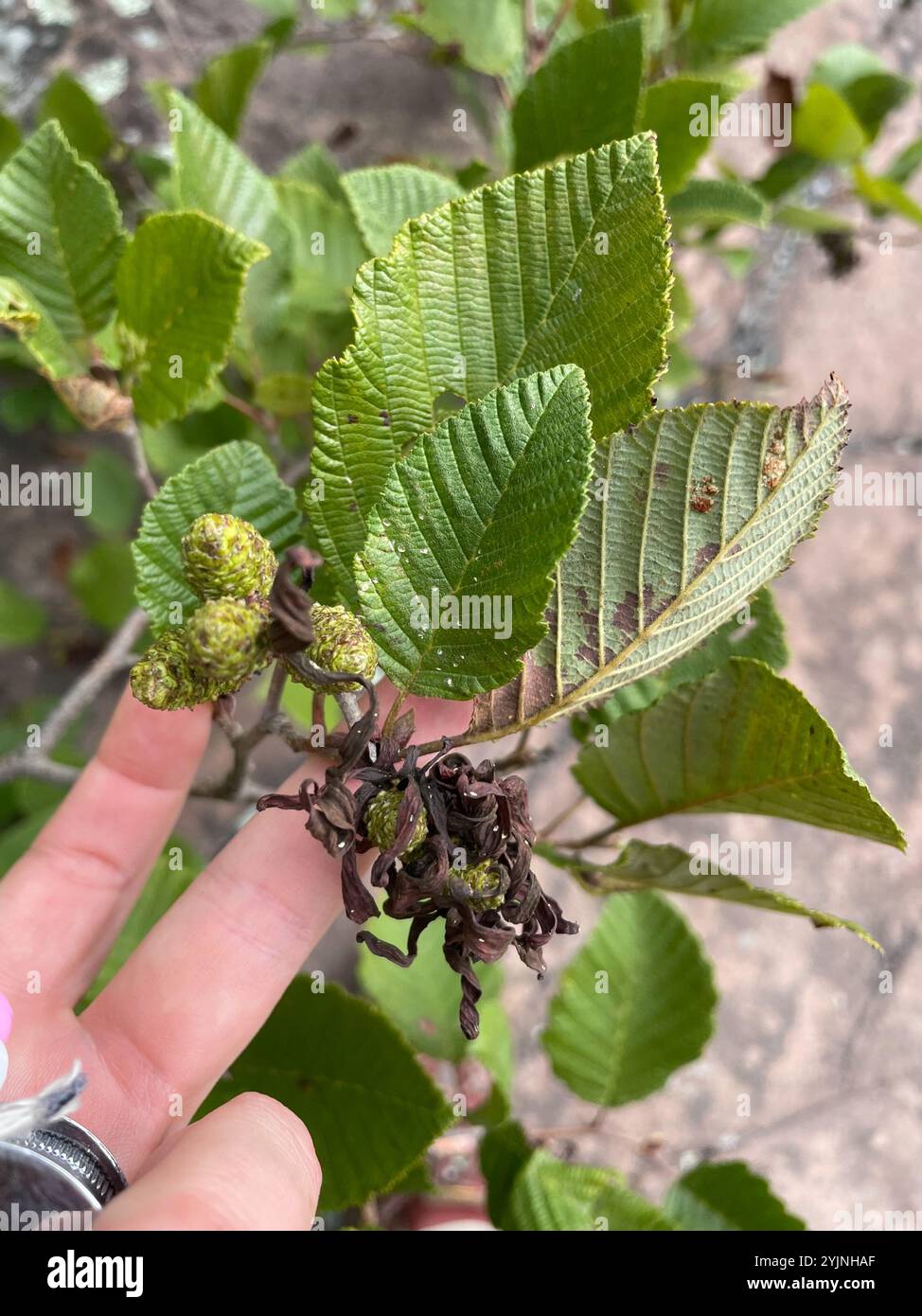 Eastern American alder tongue gall fungus (Taphrina robinsoniana Stock ...