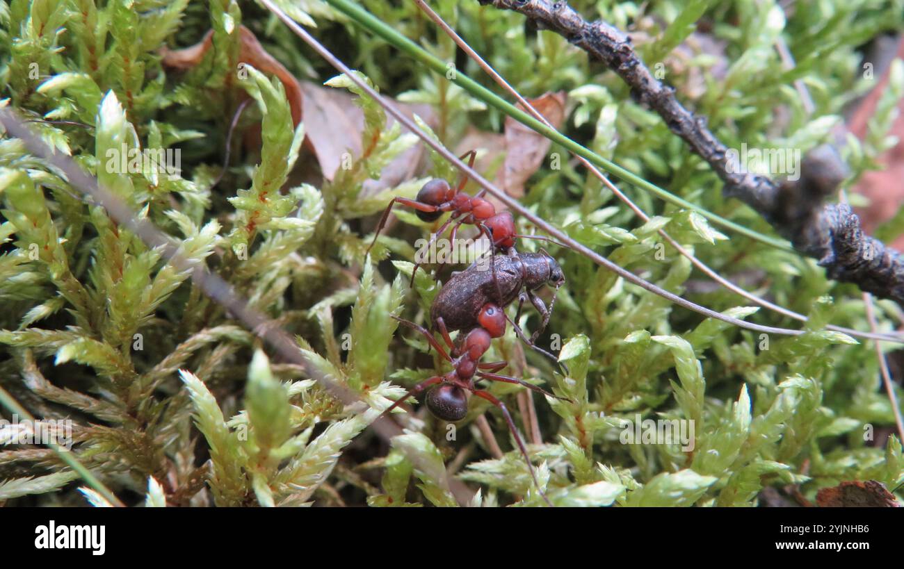 rufa-group Wood Ants (Formica rufa Stock Photo - Alamy