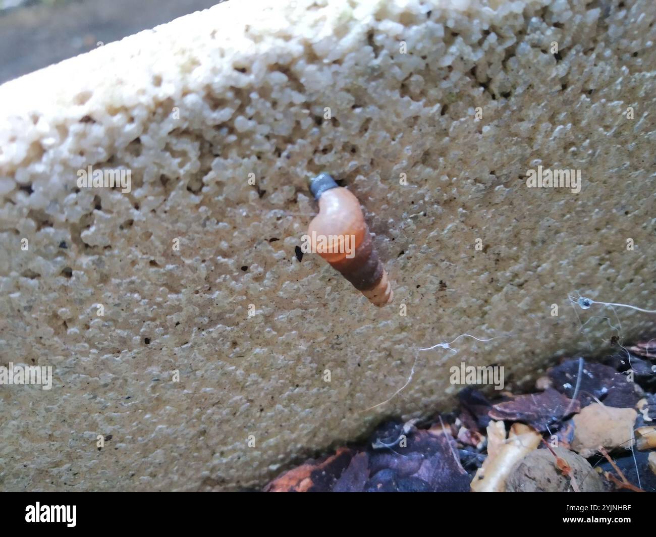 Decollate Snail (Rumina decollata Stock Photo - Alamy