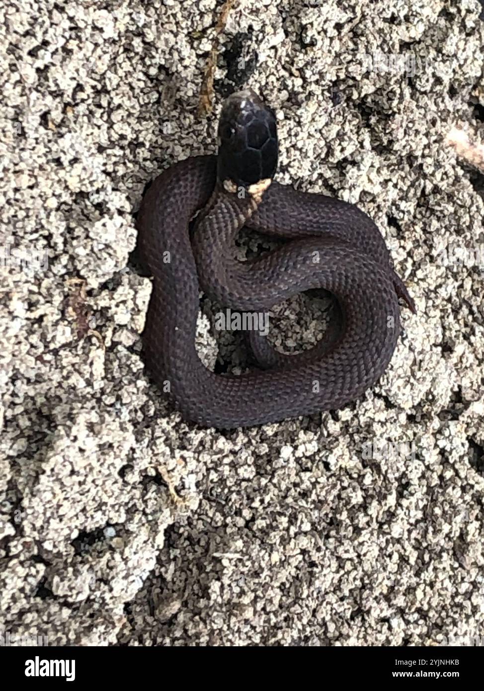 Red-bellied Snake (Storeria occipitomaculata Stock Photo - Alamy