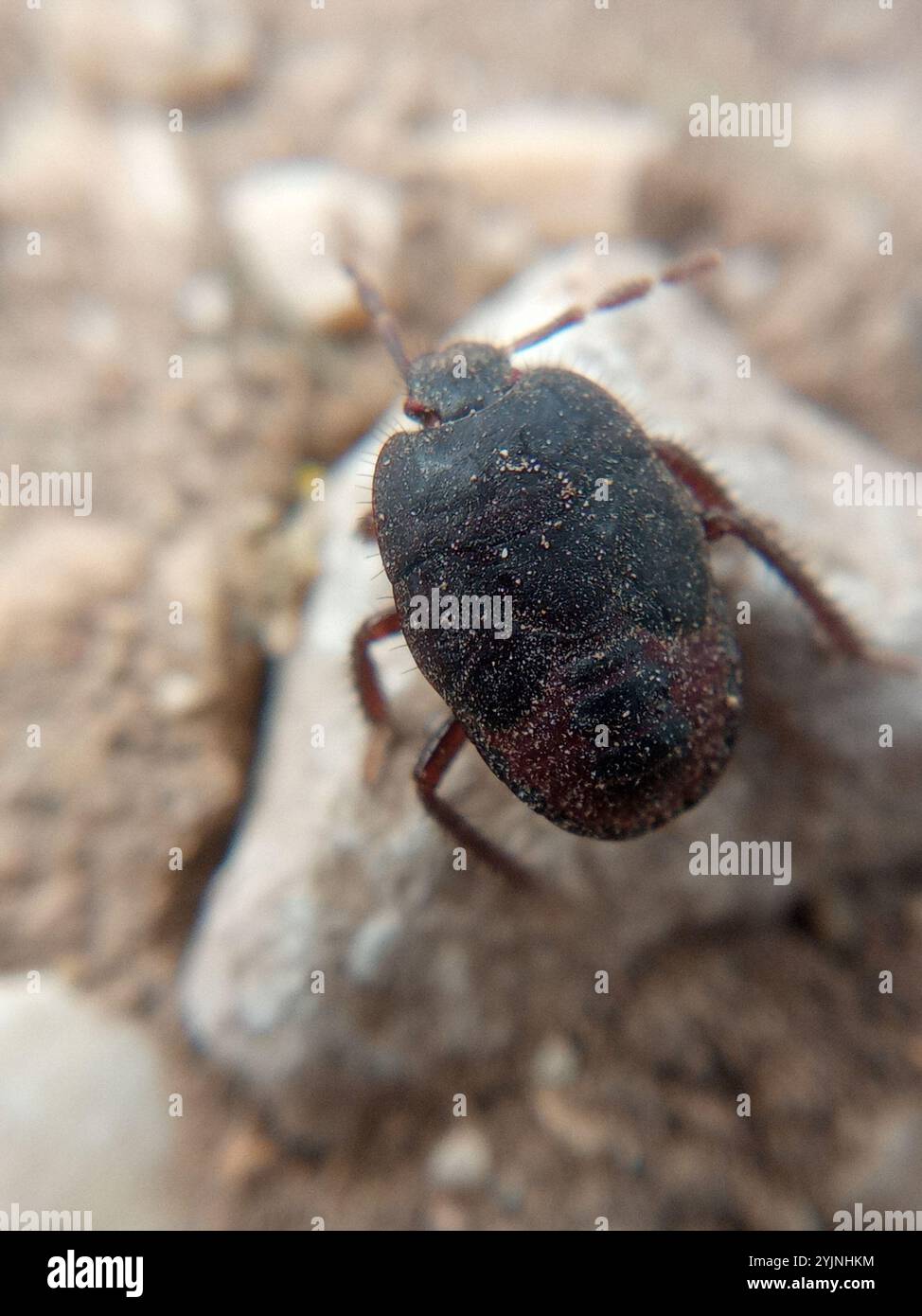 Black burrowing bug (Cydnus aterrimus Stock Photo - Alamy