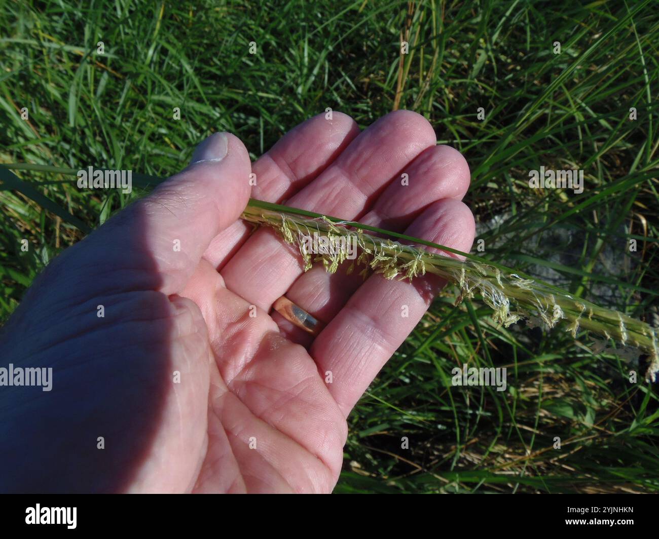 Saltmarsh Cordgrass (Sporobolus alterniflorus Stock Photo - Alamy