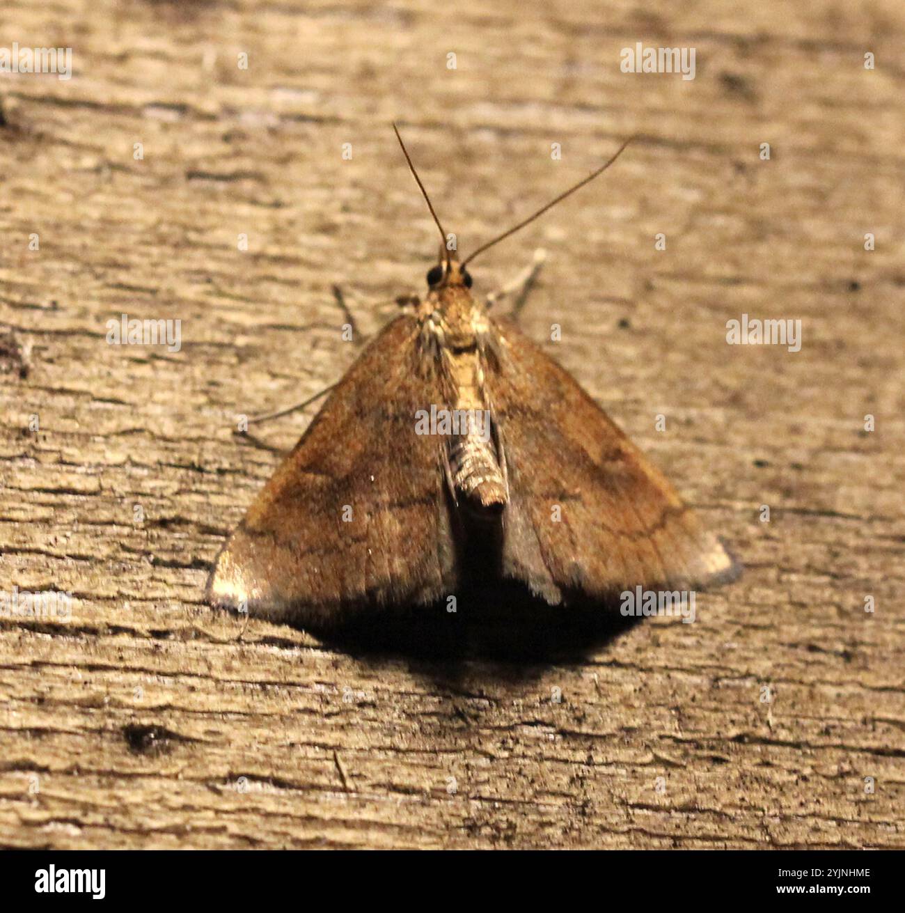 Mint Root Borer Moth (Fumibotys fumalis Stock Photo - Alamy