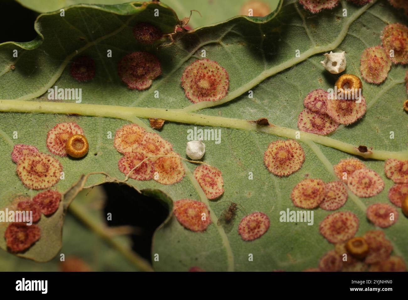 Sputnik Spider (Paidiscura pallens Stock Photo - Alamy