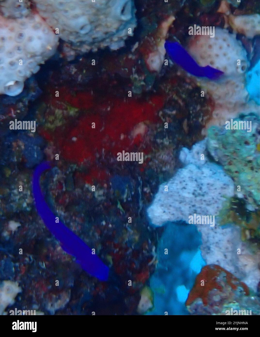 Orchid Dottyback (Pseudochromis fridmani Stock Photo - Alamy