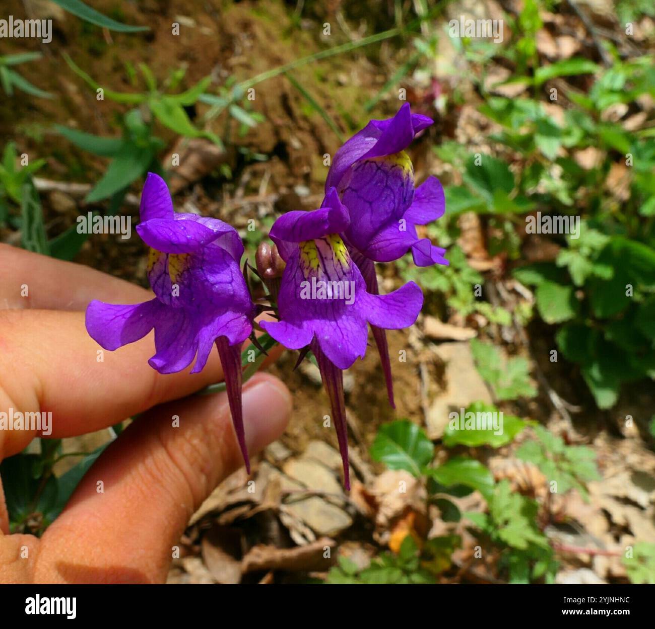 Three Birds Toadflax (Linaria triornithophora Stock Photo - Alamy