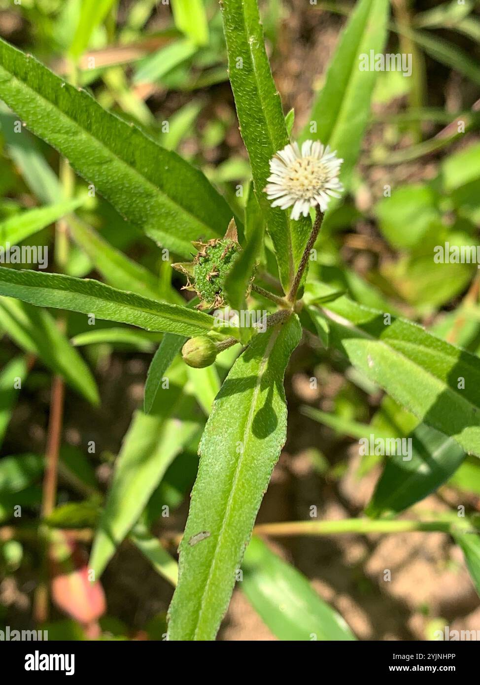 false daisy (Eclipta prostrata Stock Photo - Alamy