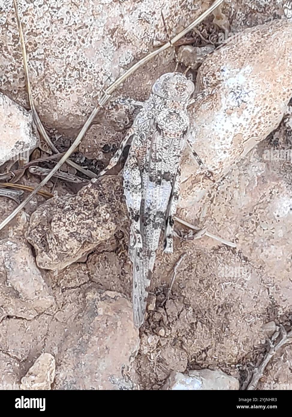 Blue-winged Sand Grasshopper (Sphingonotus caerulans Stock Photo - Alamy