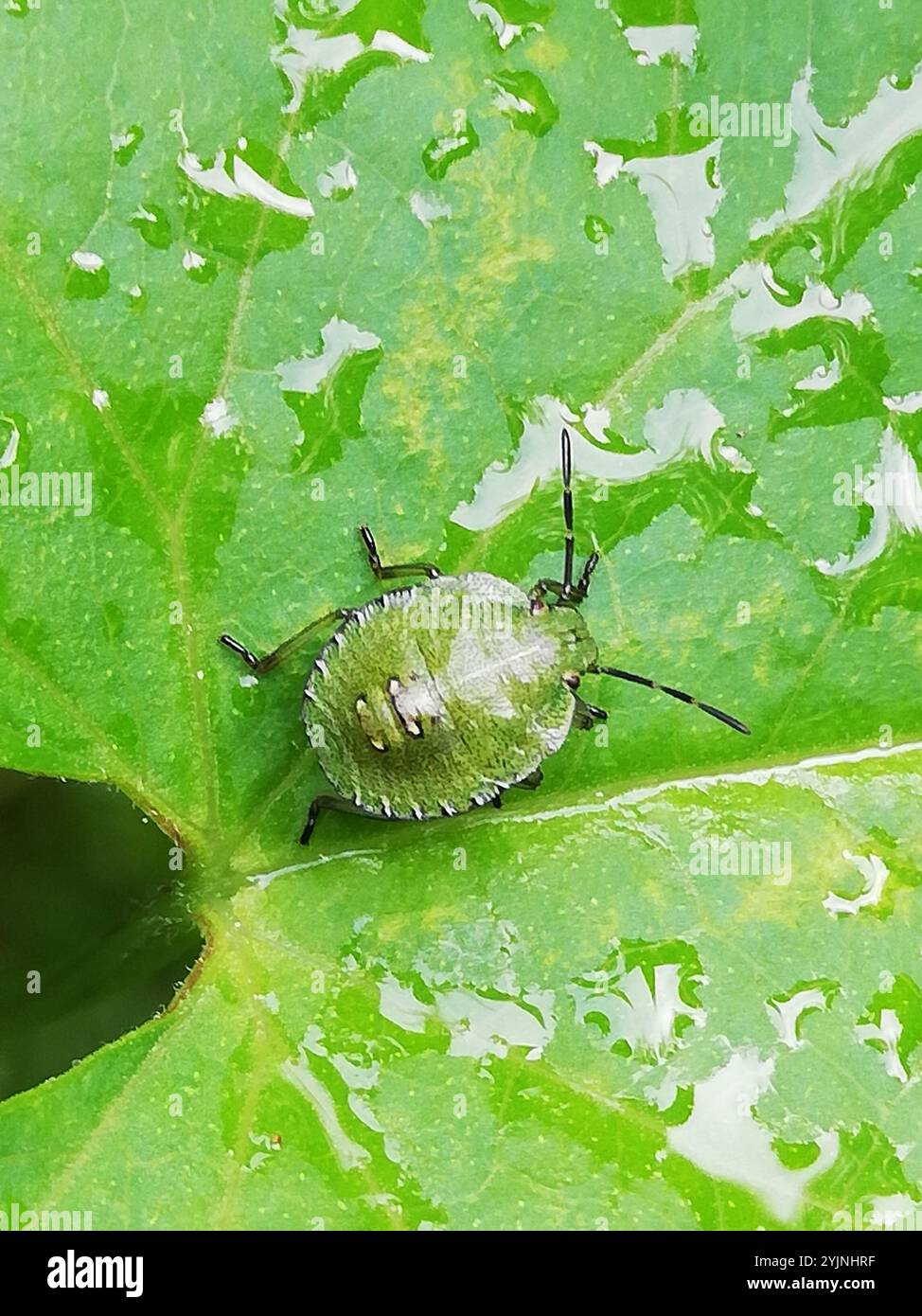 Green Shield Bug (Palomena prasina Stock Photo - Alamy