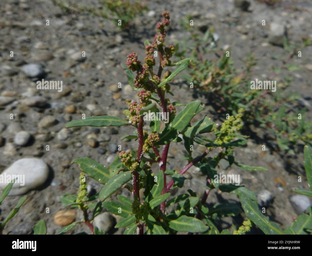 oak-leaved goosefoot (Oxybasis glauca Stock Photo - Alamy