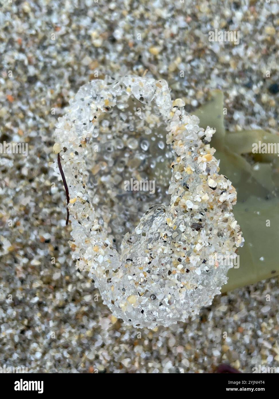 Corolla spectabilis hi-res stock photography and images - Alamy