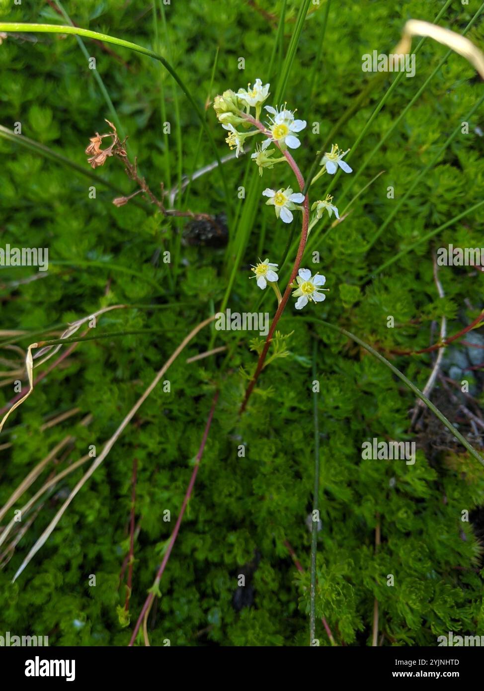 Partridgefoot hi-res stock photography and images - Alamy