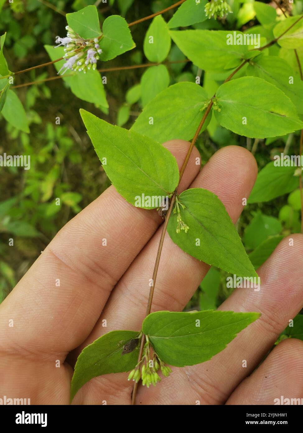 common dittany (Cunila origanoides Stock Photo - Alamy