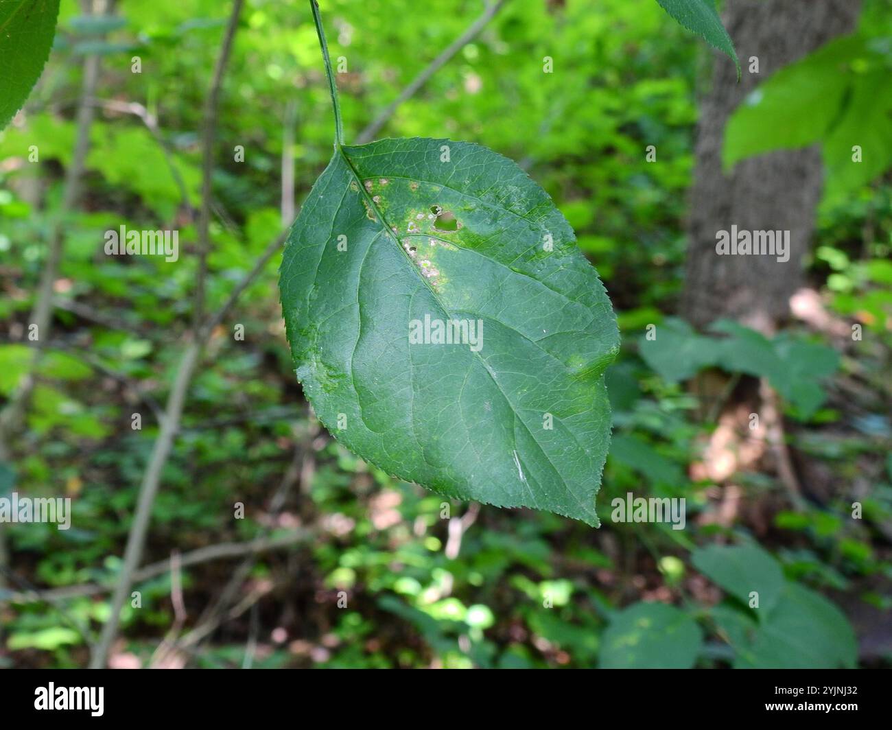 American bladdernut (Staphylea trifolia Stock Photo - Alamy